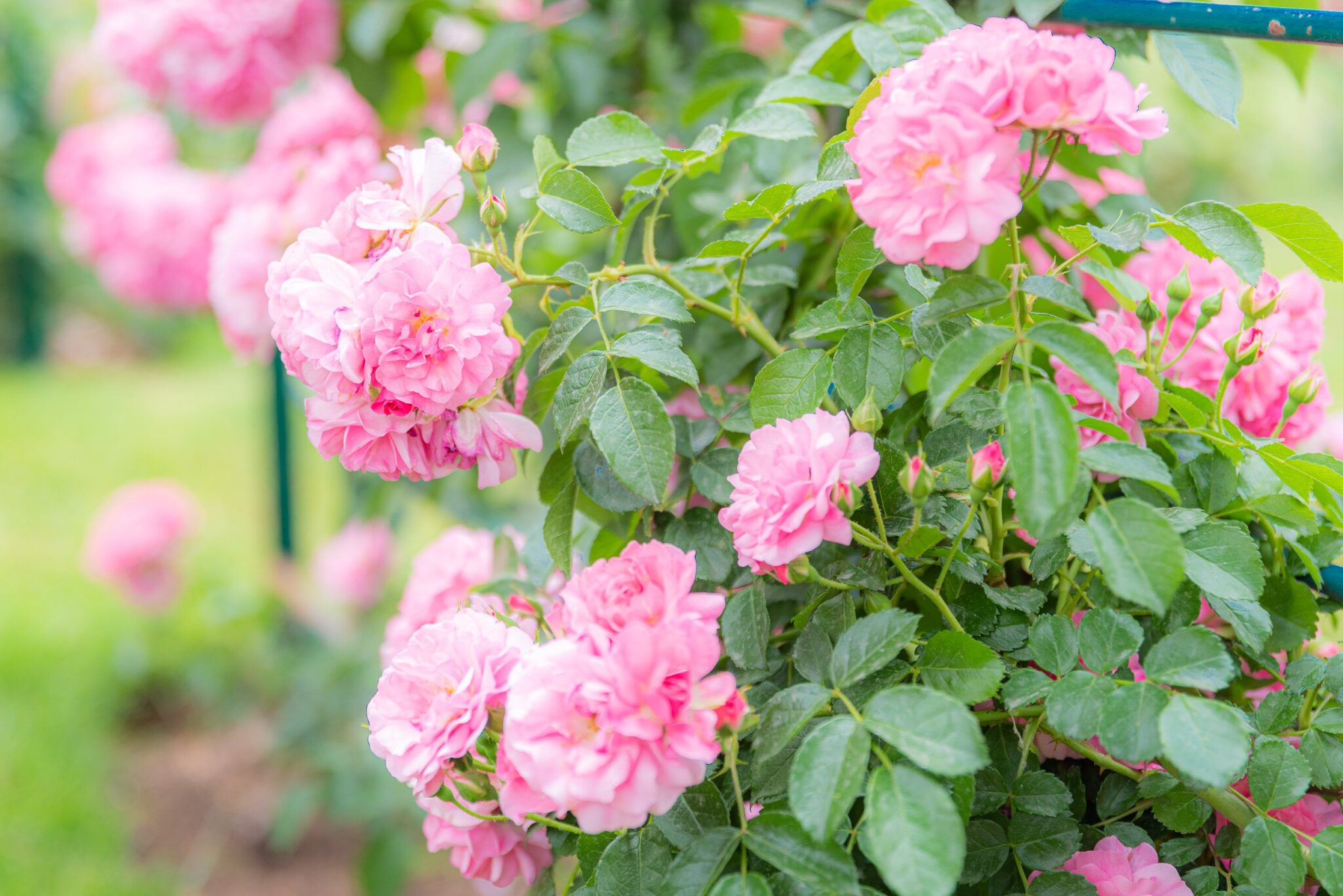 The Leonardo Express Tickets And Times To The Rome Airport