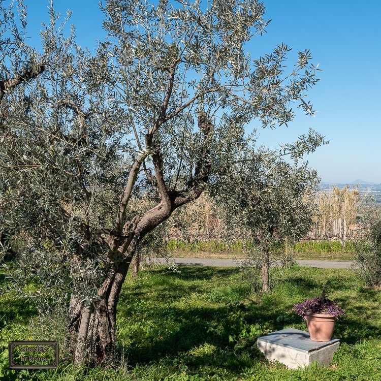 Vineyards Close To Rome Like Cantine Eredi dei Papi Await